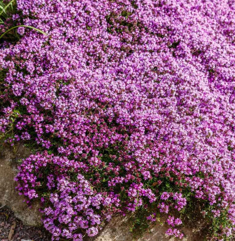 Landscaper's Pack ULTIMATE GROUNDCOVER MIX w/ Perennials Non-GMO 5000 ...