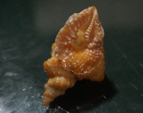 Distorsio Kurzi 47 mm F+++ BIGGER SIZE gorgeous collectble Specimen WOW ...