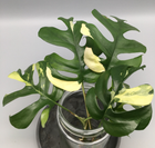 Monstera Minima Variegata Stecklinge mit weniger Weiß / Raphidophora ...