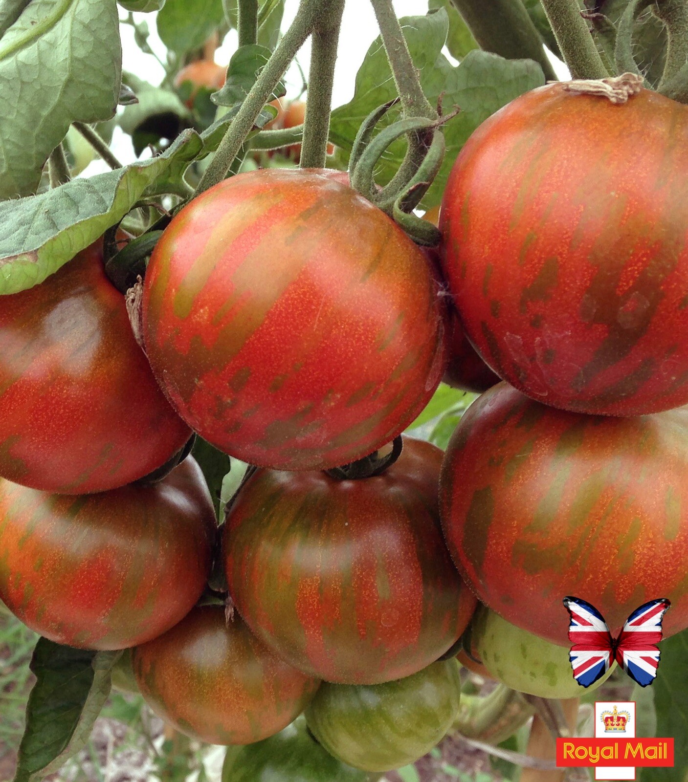 TOMATO 35 SEEDS AMUR TIGER STRIPE ZEBRA EARLY HEIRLOOM NO GMO | eBay UK