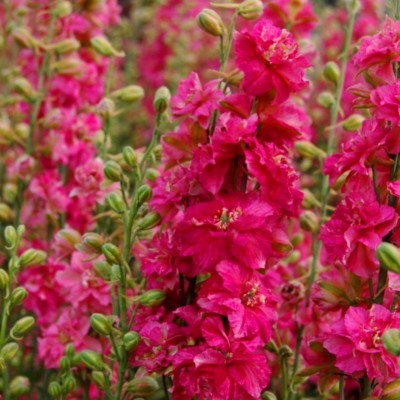 DELPHINIUM Larkspur Imperial Scarlet Spire 50 Seeds | eBay Australia