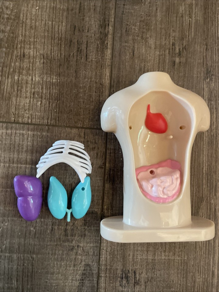 Our Generation Doll Life Science Set Biology School Human Anatomy Model ...