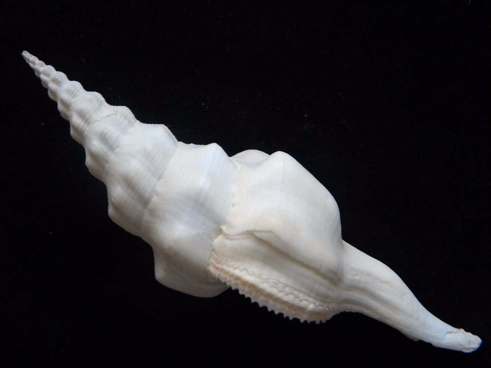 Sea Shells Fusinus Undatus / Wavy-edge Spindle 159mm ID#3442CA FREAK ...