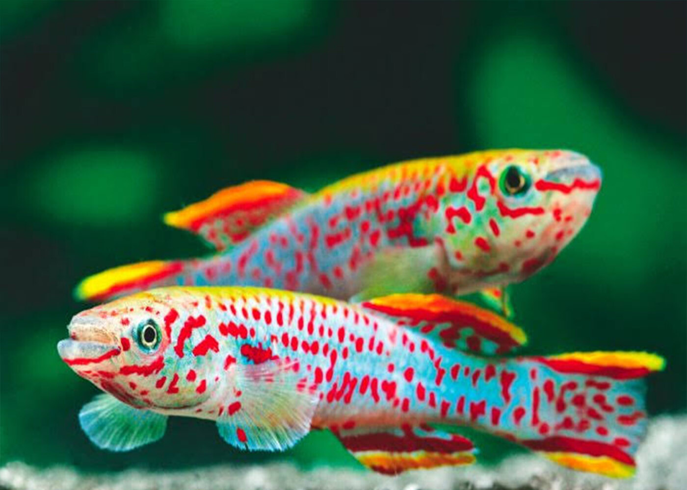 Killifish for sale >> killi.co.uk