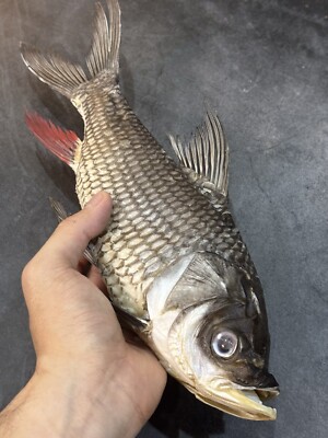 Taxidermy Rare Mekong Giant Barp Museum Quality Carp Real Fish Skin ...