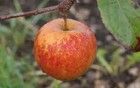 25+ Christmas Pippin Apple Seeds for Garden Planting - USA - FREE ...
