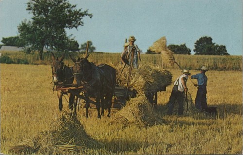 Heart Of Amishland Golden Harvest Time Farming Witmer PA Chrome Vintage ...