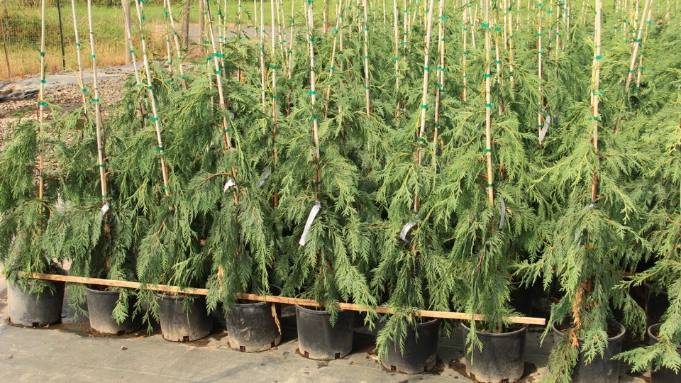 Cupressus nootkatensis 'Glauca Pendula' - Alaskan Cedar *Live Plant | eBay