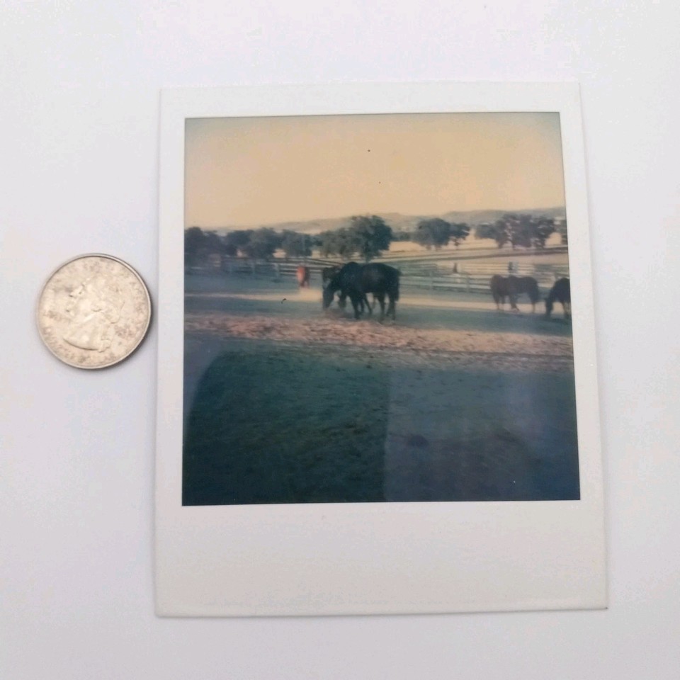 Vintage Polaroid Photo Horses Farm Field Trees Landscape Sky Found Art ...