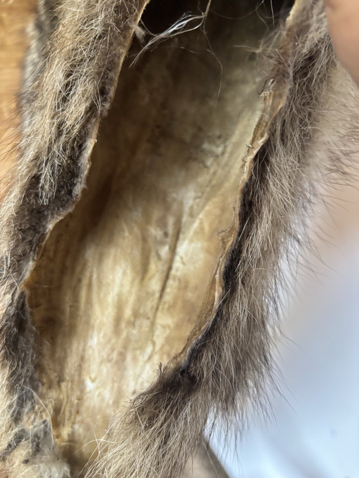 Tanned Raccoon Pelt, 1XL, Prime Fur, Home Decor, Fur Crafts | eBay