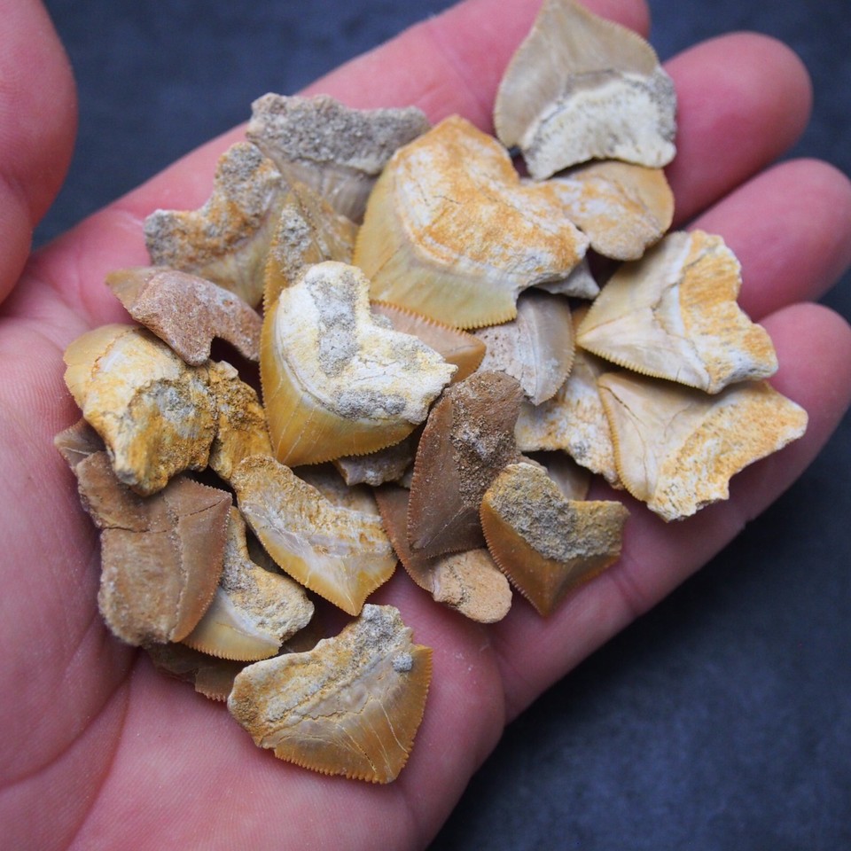 100 Grams Shark Squalicorax Pristodontus Corax Tooth Teeth Fossil lot ...