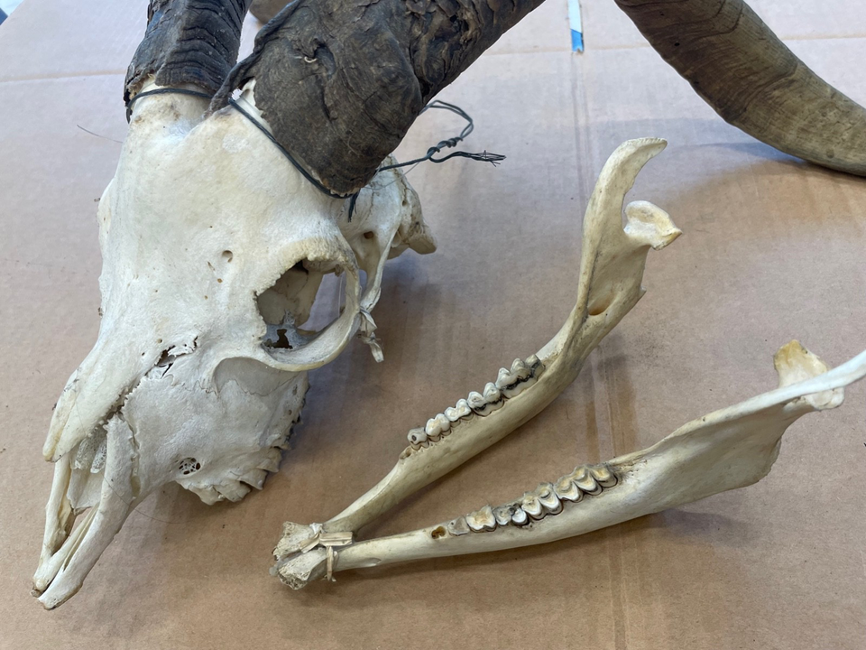 Massive Horned Goat Skull W/ Lower Jawbone, Teeth NICE!!!! | eBay