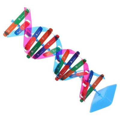Dna Double Helix Molecule Kit Children's Science Experiment Kits Class ...