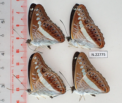 N22775. Insects, butterflies: Nymphalidae sp. Central Vietnam | eBay
