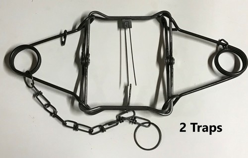 2 TRAPS - Duke 220 BODY TRAPS GROUNDHOG RACCOON FOX BADGER MUSKRAT new ...