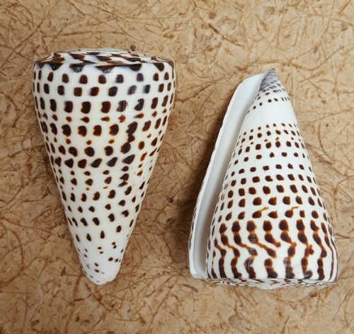 2 x Cone Litteratus/leopard Shells- LARGE 3" / 10cm Beach/ Wedding ...