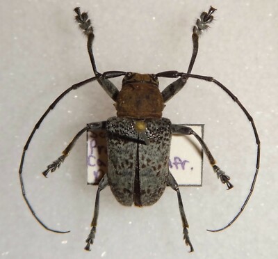 Cerambycidae Gnathoenia tropica Cameroon Africa Longhorn Beetle species ...