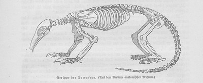 Anteater Tamanduas Tamandua Skeleton Woodcut from 1891 | eBay UK