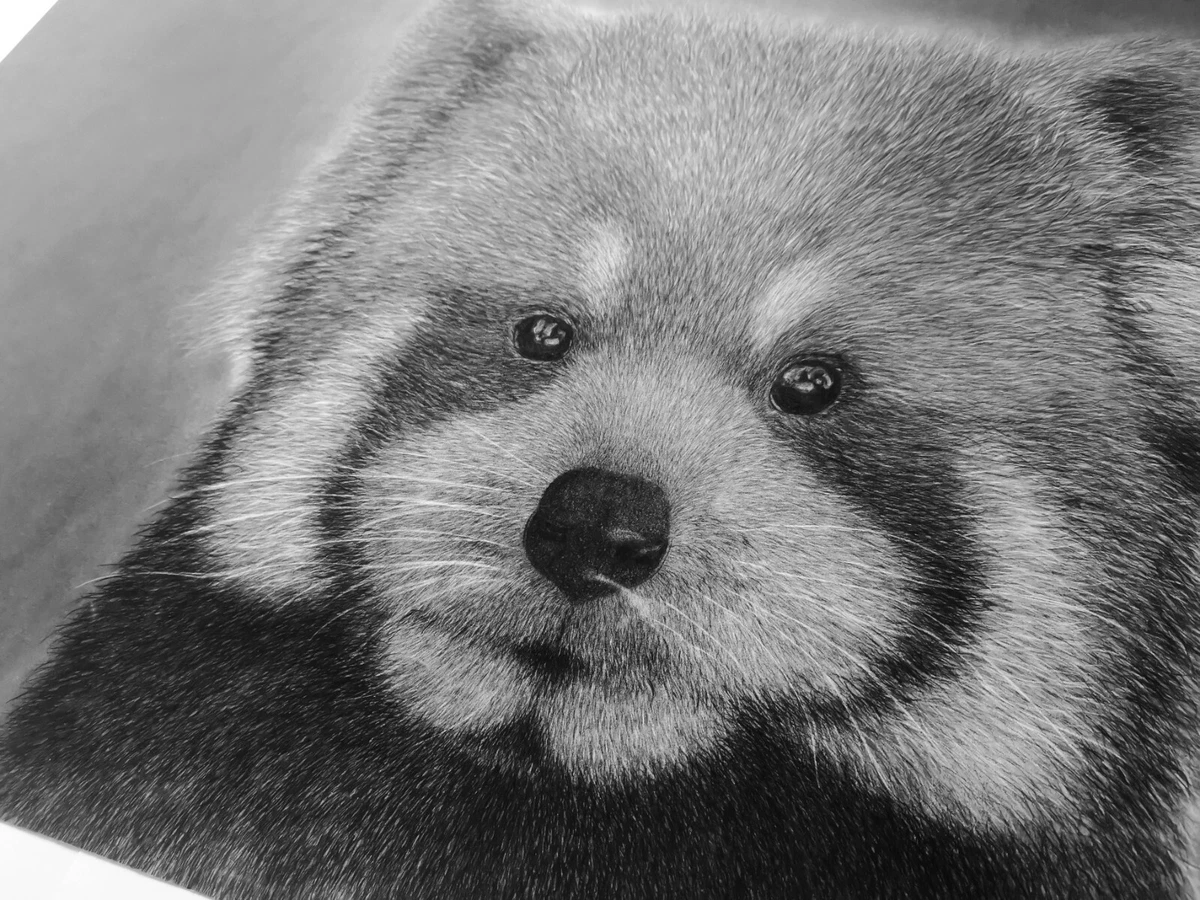 Cute Red Panda Drawings In Pencil