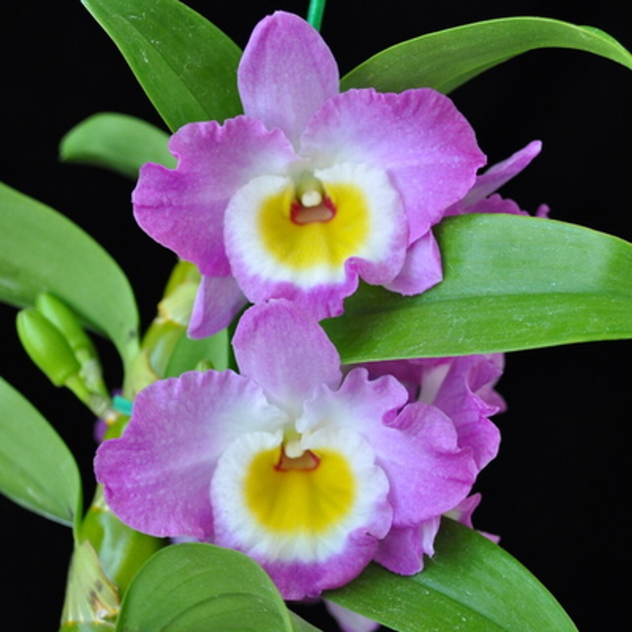 Dendrobium Nobile Angel Moon 'Love Letter' from Hawaii (no current blooms) | eBay