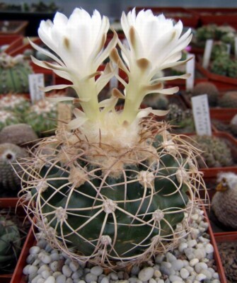 Discocactus bahiensis v. gracilis MH 637, 10 seeds | eBay