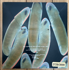 The Locust Flight Of The Wounded Locust 4 Piece Puzzle Limited Edition ...