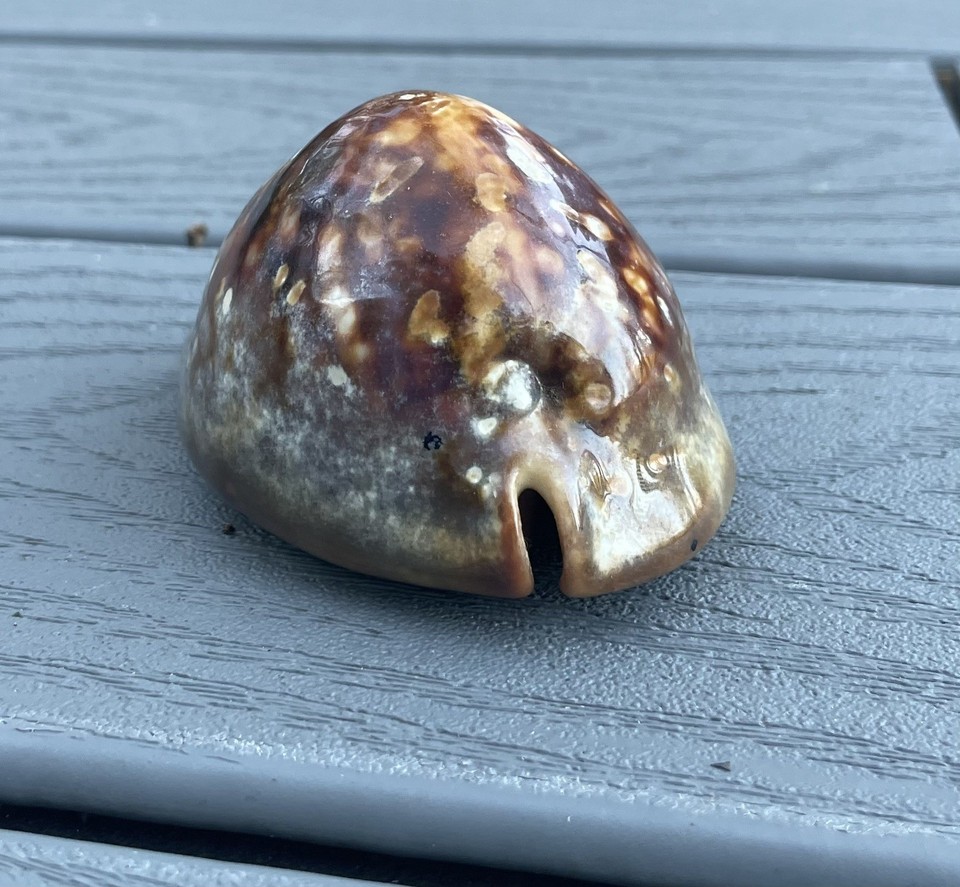 Cypraea mauritiana Hawaiianesis Humpback Cowrie) seashell GIANT! 88.9mm ...