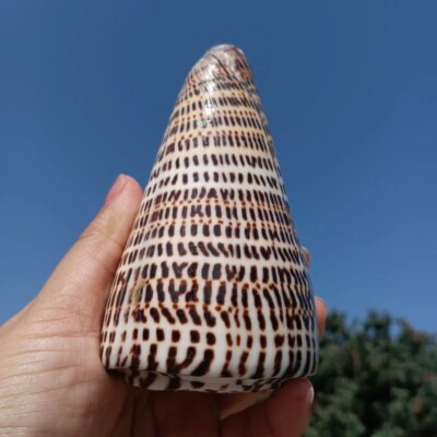 Large Lettered Alphabet Cone Seashell Conus Litteratus Seashell Rare ...