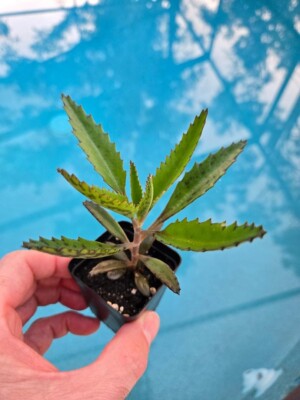 LOT OF 5 Kalanchoe Mother of Thousands Succulent Alligator Plant LIVE ...