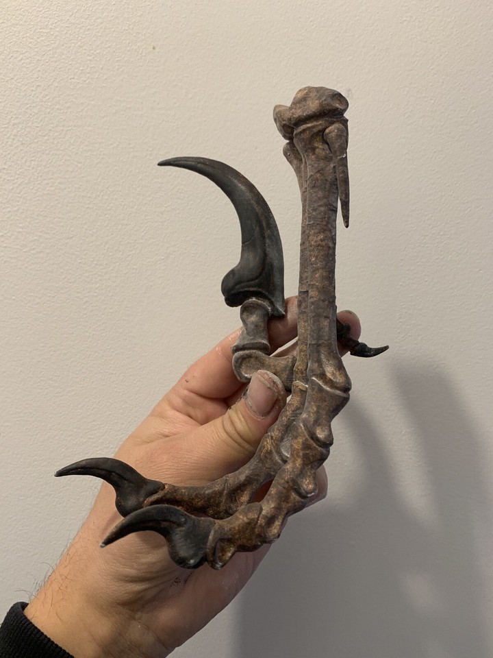 Velociraptor Replica Paw Claw Dinosaur Raptor Dinosaur Fossil Paw | eBay