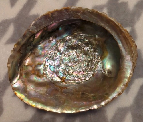 Medium Natural Abalone Shell | eBay