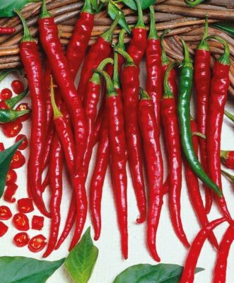 75 CAYENNE LONG RED SLIM CHILI PEPPER SEEDS FRESH HARVEST FOR GARDENS ...