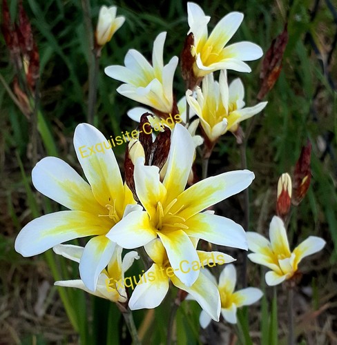 3 Sparaxis Grandiflora white yellow Harlequin plant has leaves bulb ...