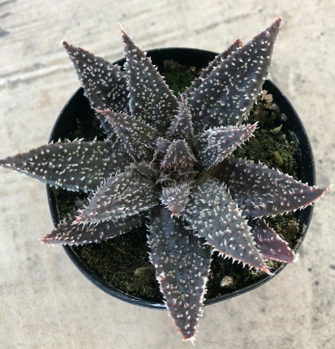 Star Aloe, Gasteraloe ‘Tarantula’, Currently in a 3.5" Pot | eBay