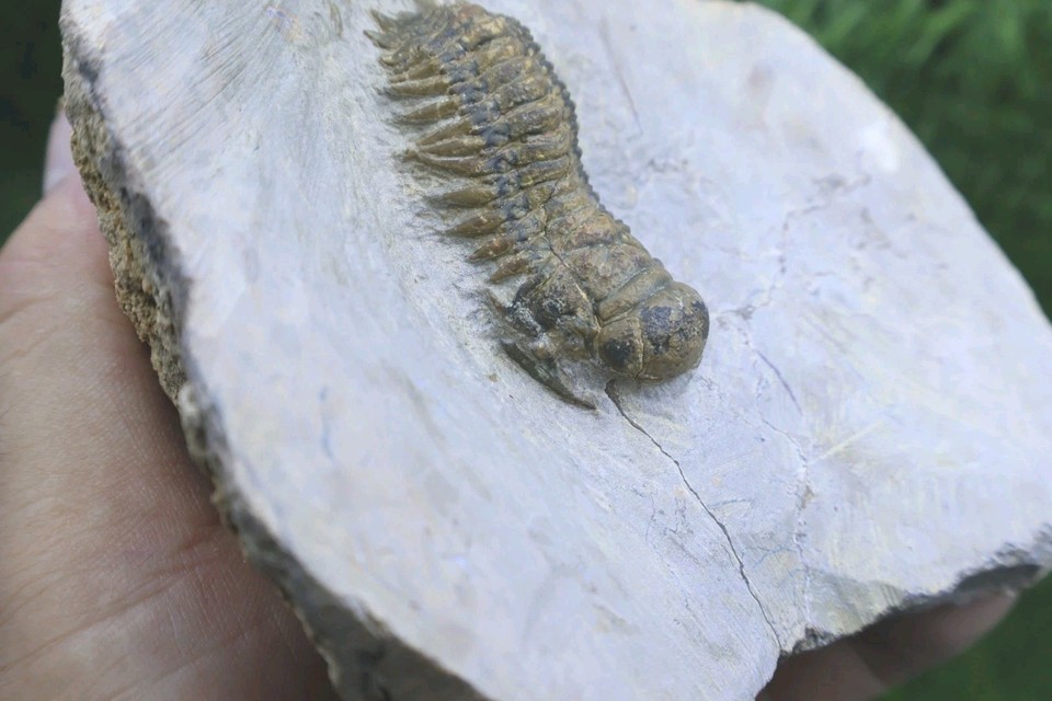 Devonian Crotalocephalina Trilobite Fossil – Authentic Morocco Specimen ...