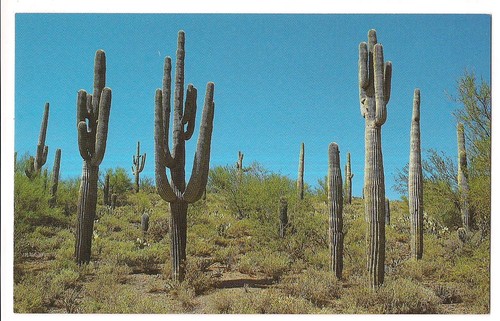 SAGUARO GROUPING Large Slow Cacti Cactus Some 100 Years Old Arizona ...