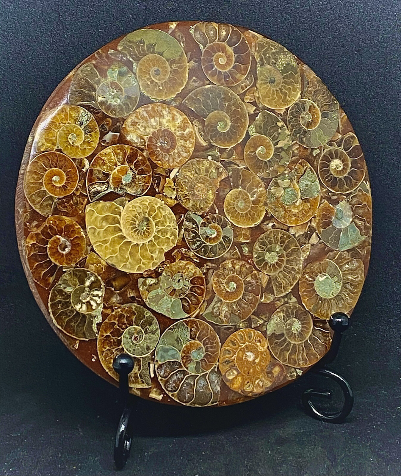 11cm Large Fossil Disc With Natural Conch 416 Million Year Old Crystal ...