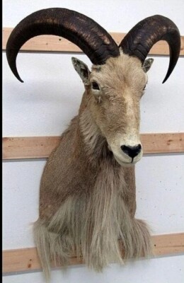 HUGE AOUDAD BARBARY SHEEP RAM SHOULDER MOUNT, impressive Mature Ram | eBay