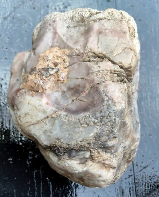 Prehistoric Paleo-American, agatized, petrified snake head, rock art ...