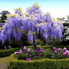 5 Chinese Blue Wisteria sinensis Tree Seeds Fast Climber Flower Vine ...