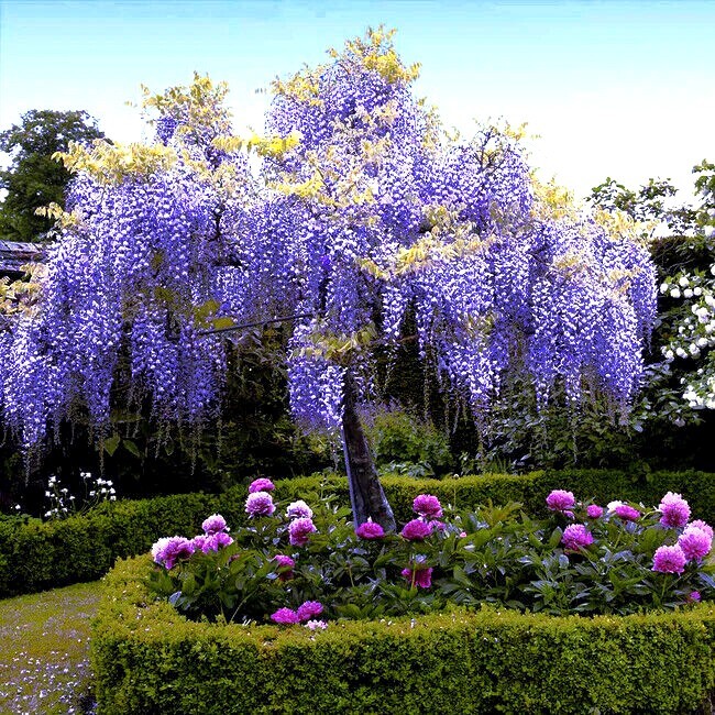 5 Chinese Blue Wisteria sinensis Tree Seeds Fast Climber Flower Vine ...
