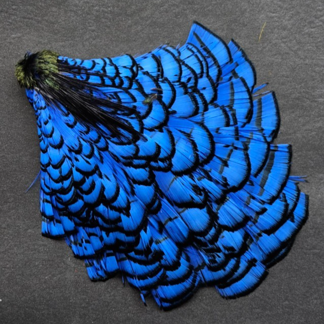 Lady Amherst Cape. Fly Tying Feather. Color; Blue.. Grade "AA" | eBay