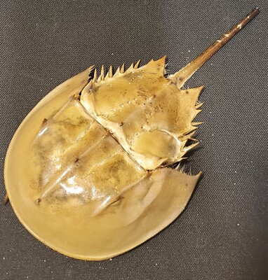 Horseshoe Crab Shell Molt 8 1/4" Atlantic Ocean Beach Nautical | eBay