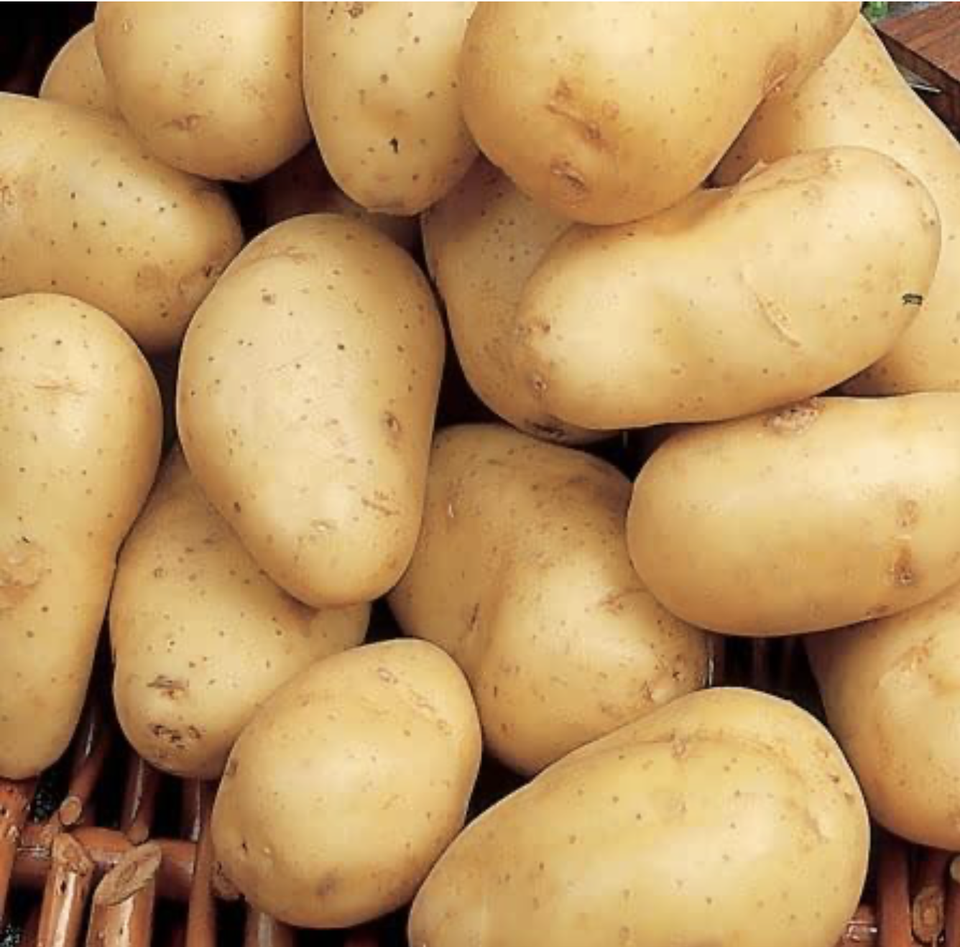 Certified Seed Potatoes -Scottish Basic Seed Potatoes X12 Tubers for ...