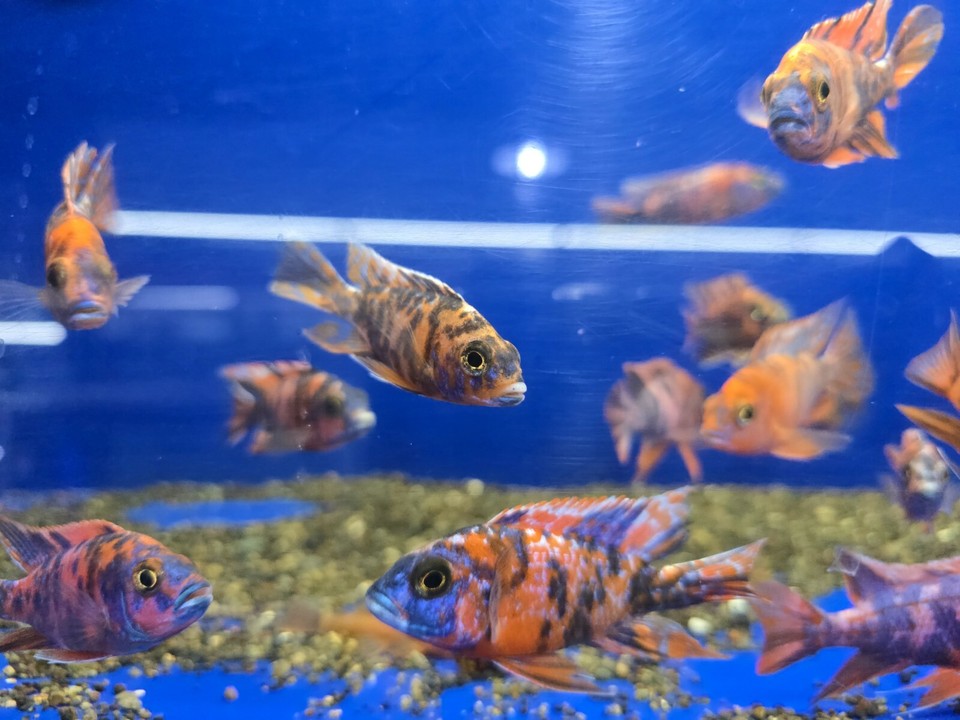 LIVE SUPER RED OB PEACOCK AFRICAN CICHLID 2.5"-3" UNSEXED (combined ...