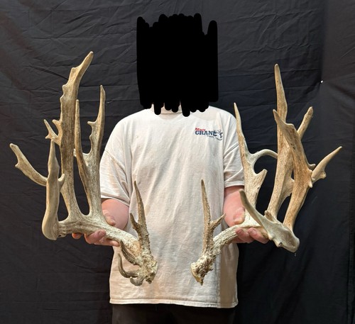 Giant Tall 238 1/8 Whitetail Deer Shed Antlers Horns Taxideremy Mount ...