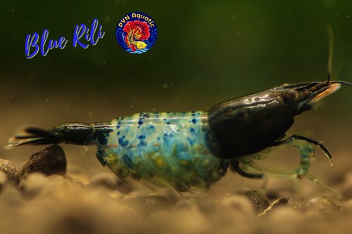 10+1 Blue Carbon Rili - Freshwater Neocaridina Aquarium Shrimp. Live ...