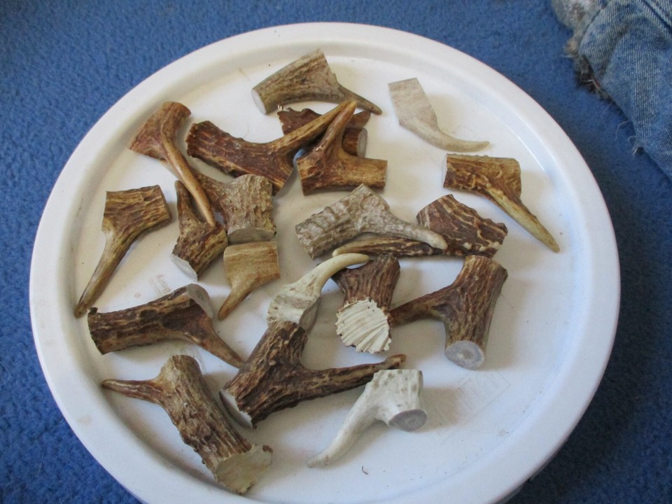 20 real deer antler burrs ends deer antler art for drawer pulls crafts ...