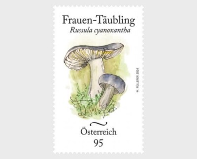 austria 2024 autriche mushroom CHARCOAL BURNER champignon pilz seta ...