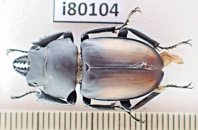 i80104. Insects, Lucanidae, Neolucanus sp. New?. Vietnam, New area | eBay